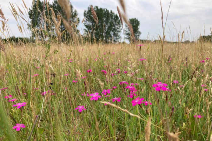 Extensive Wiesen und Weiden bei Natura Agrar - Die Gläserne Molkerei